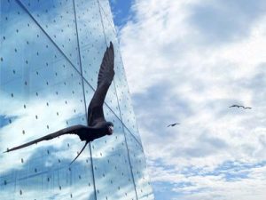 WingSafe Bird Window Film | Solar Gard