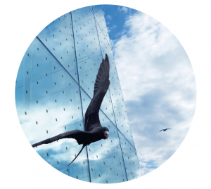 WingSafe Bird Window Film | Solar Gard